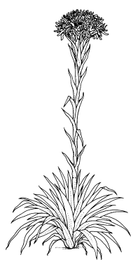 Aboriginal Plant Use in SE Australia - Australian Plant Information
