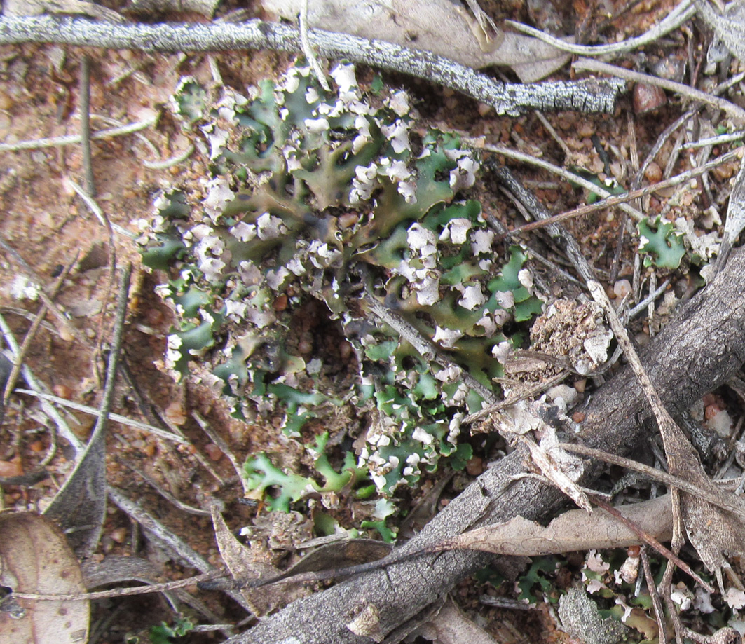 ABRS | Complete Checklist of the Lichens of Australia and its Island ...