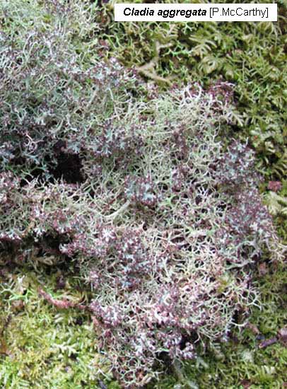 ABRS | Complete Checklist of the Lichens of Australia and its Island ...