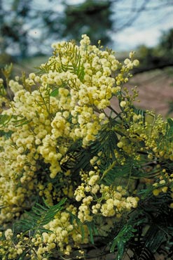 Green Wattle