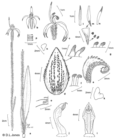 ARACHNORCHIS Line Drawing