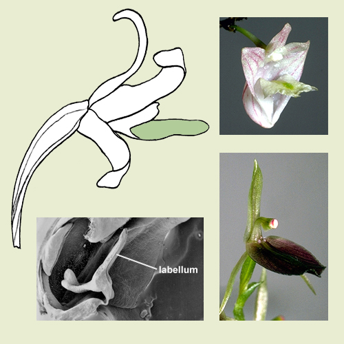 Labellum apex attitude