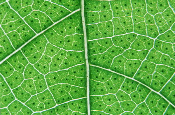 Cotton Molecular Genetics