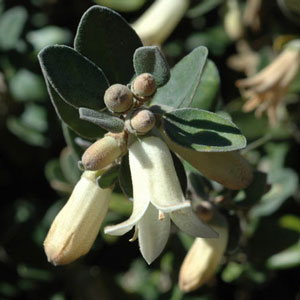 Australian National Botanic Gardens - news stories