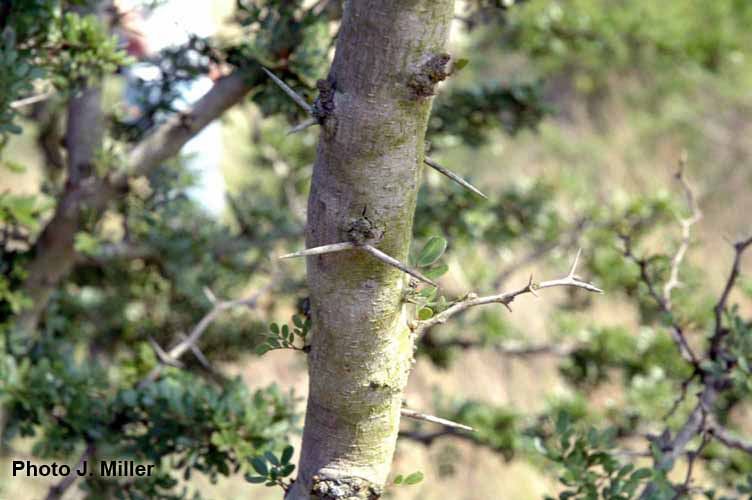 Factsheet - rigidula