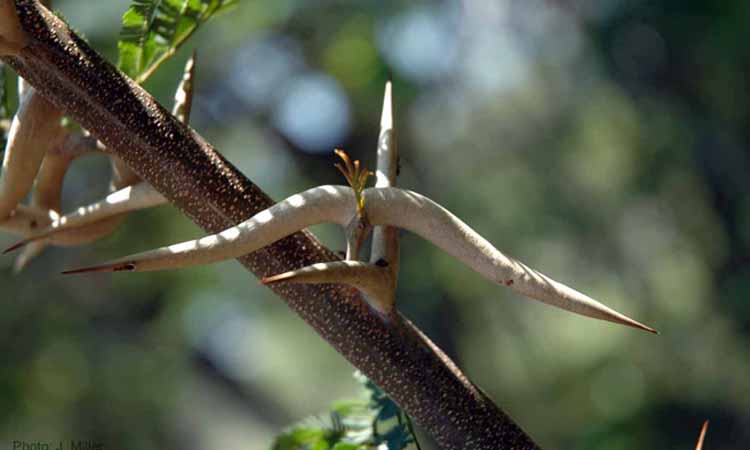 Factsheet - cornigera