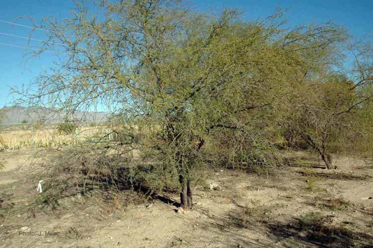 Factsheet - farnesiana var. farnesiana